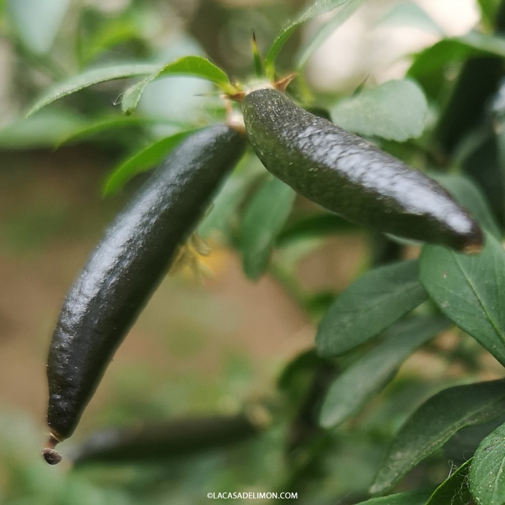 Vente Graines Pépins de Citron Caviar TASTY GREEN | La Casa Del Limon ...