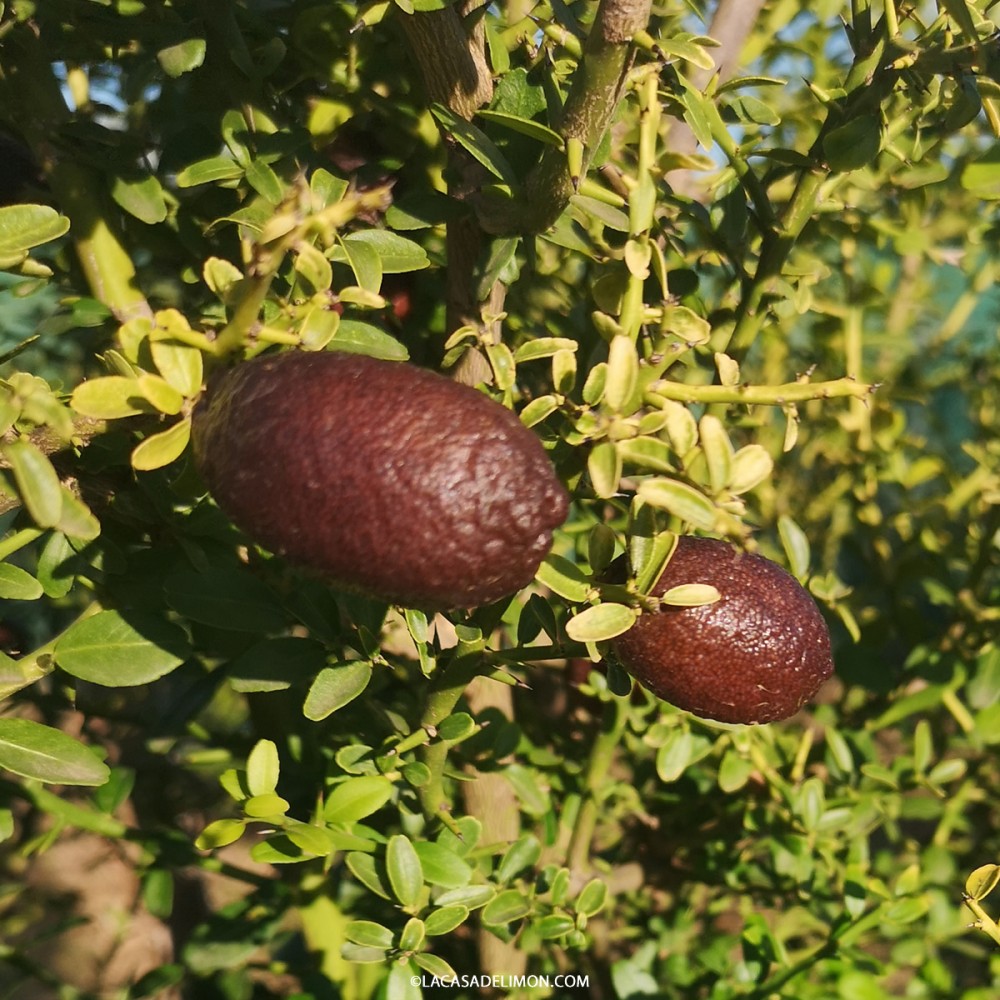 Venta de Semillas de Limon Caviar Crystal Red Pearl | La Casa Del Limon ...