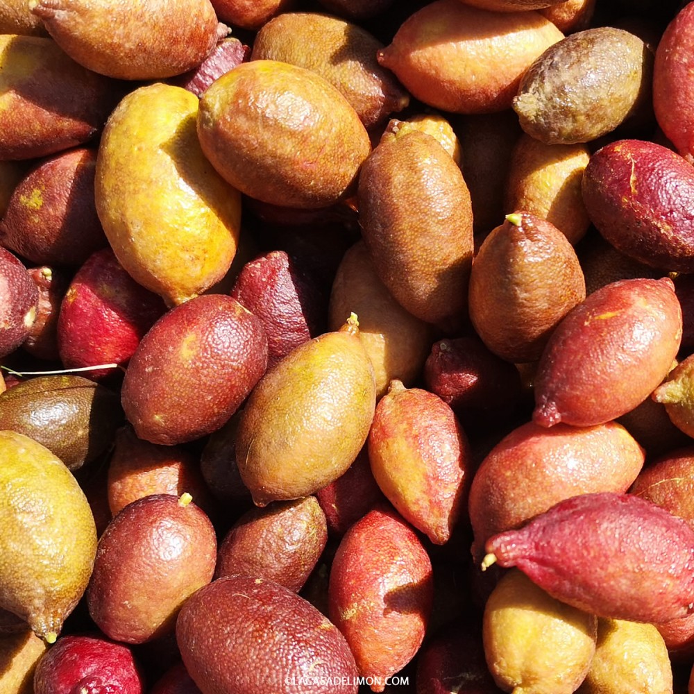 Achat Vente de Citron Caviar rose AUSTRALICE original | La Casa Del ...