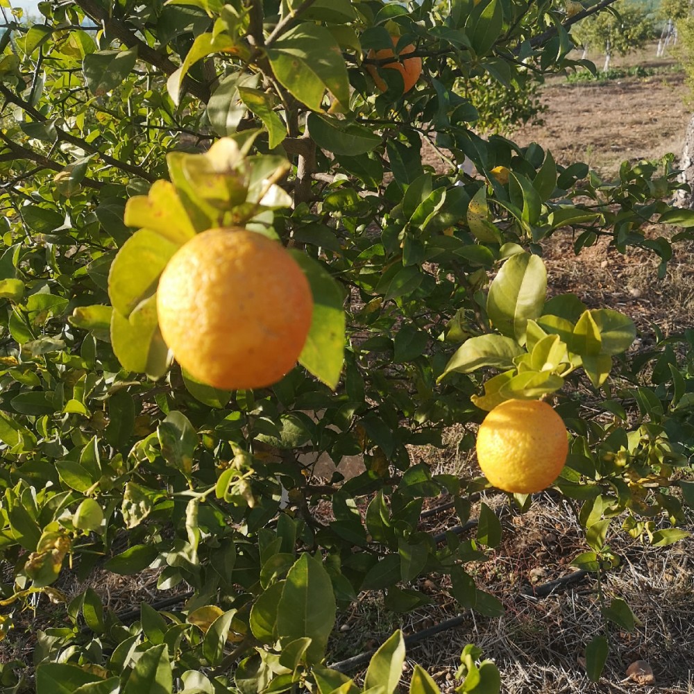 Sale of Seeds of Lemon Citrus volkameriana | La Casa Del Limon Caviar