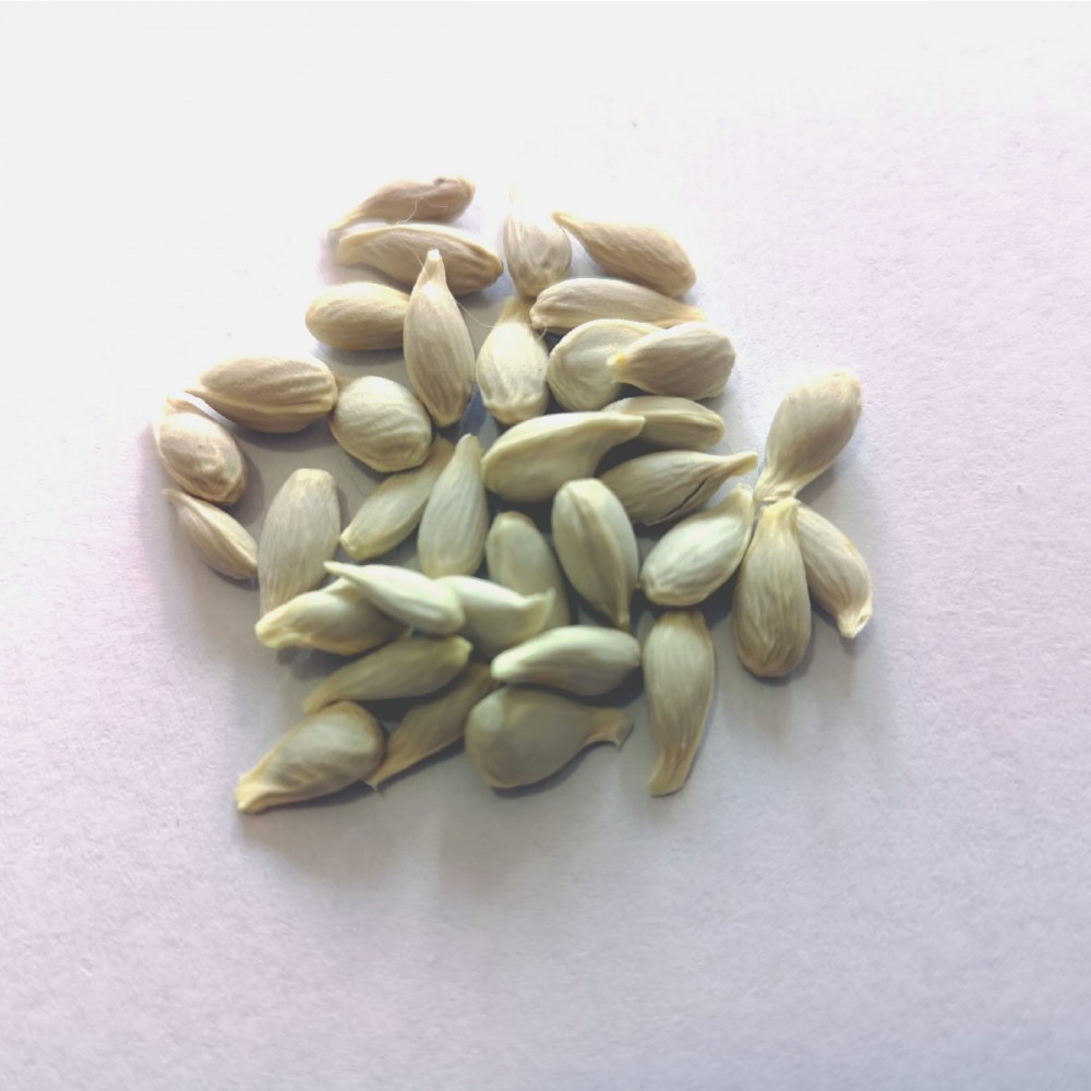 Sale of Seeds of Lemon Citrus volkameriana | La Casa Del Limon Caviar