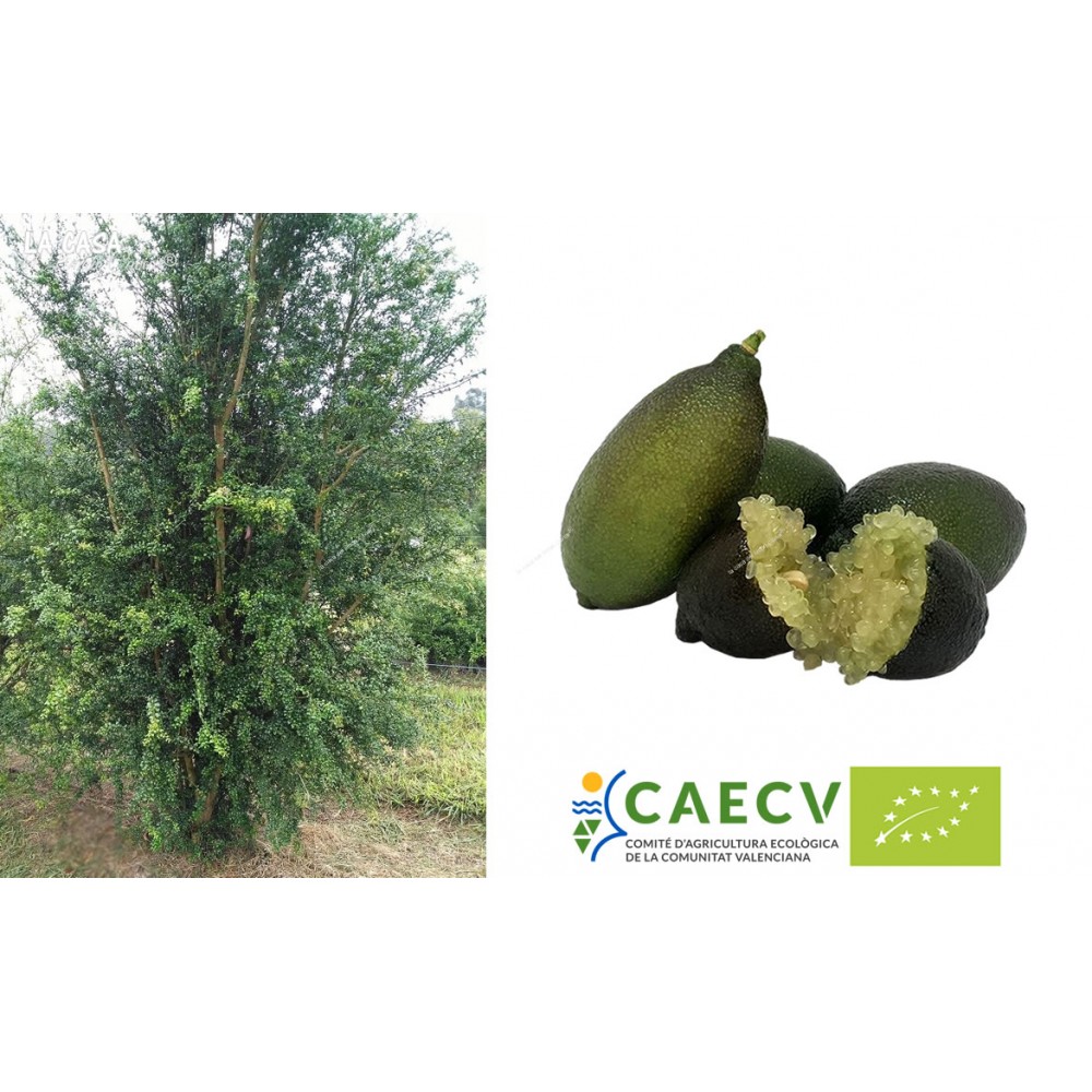 LA CASA DEL LIMON - LEMON CAVIAR buying selling | LA CASA DEL LIMON DE ...